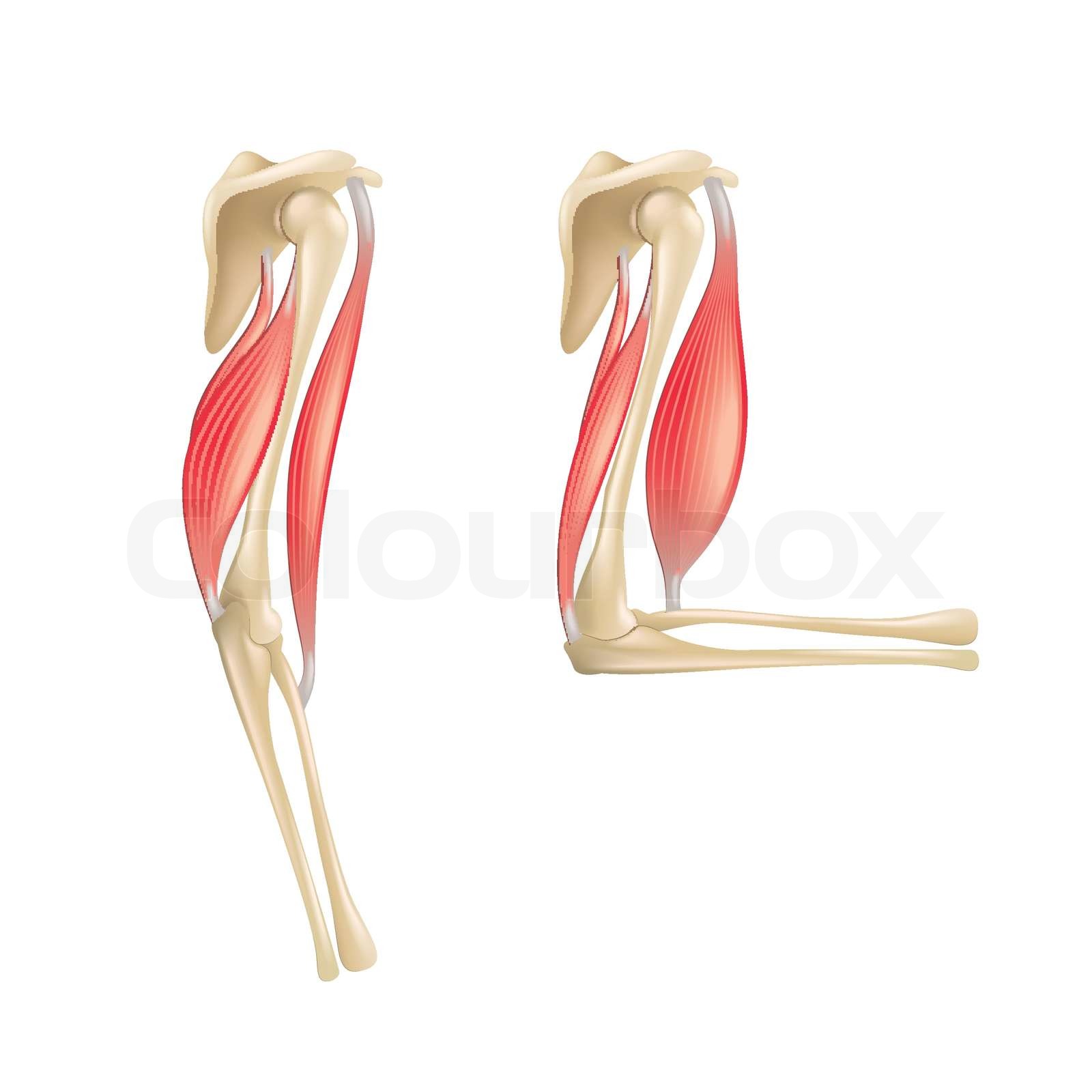 joint, ellbogen, muskeln | Stock-Vektor | Colourbox