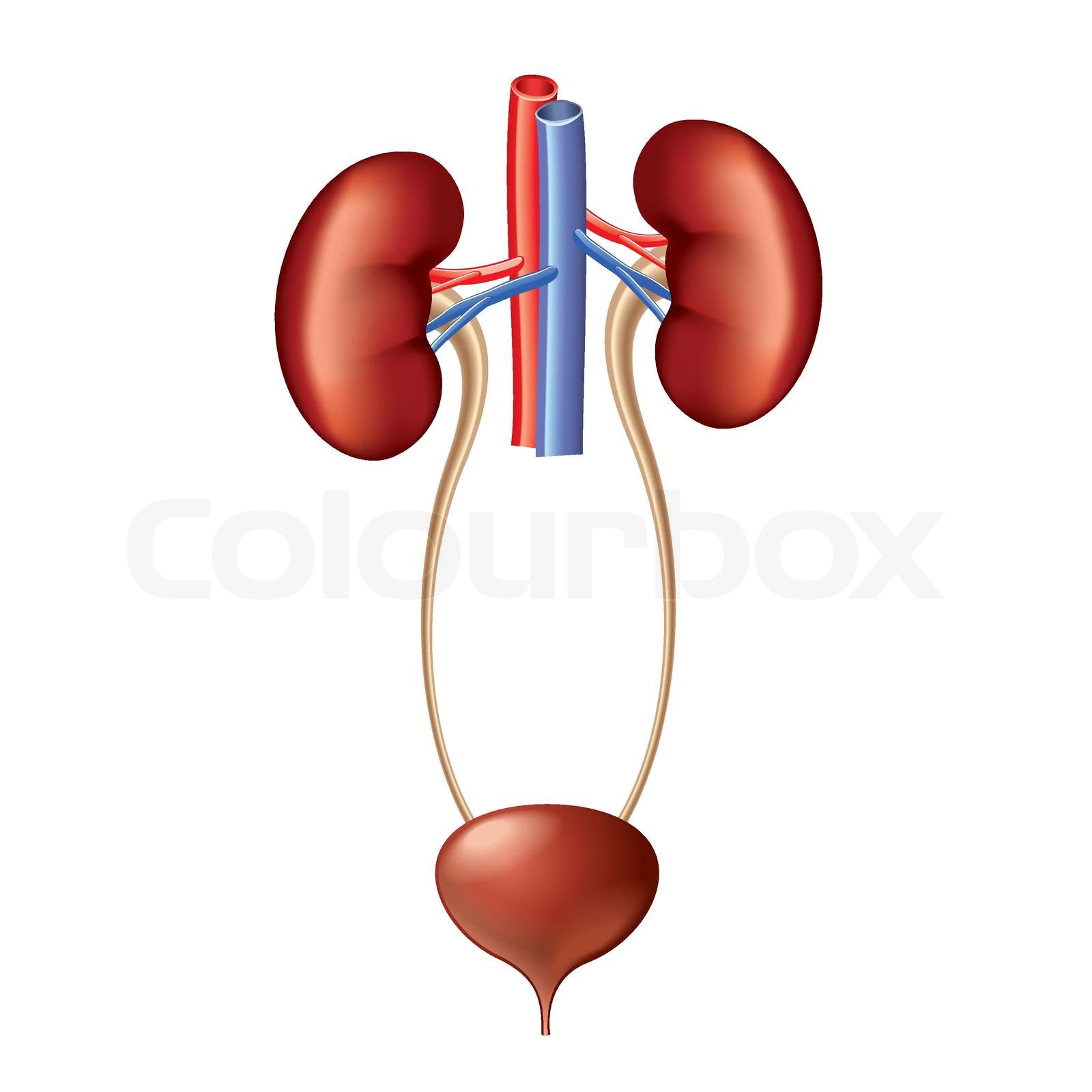 Urinary system anatomy isolated on white vector | Stock vector | Colourbox