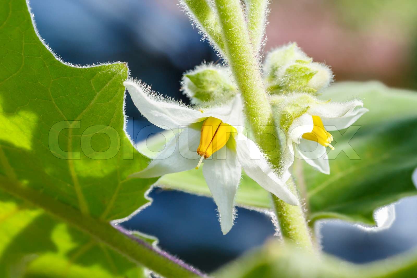 Bolo maka flower | Stock image | Colourbox