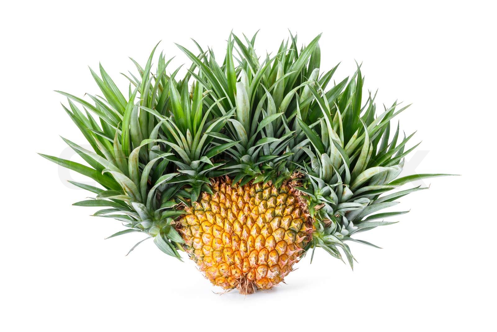 Exotic mutation pineapple | Stock image | Colourbox