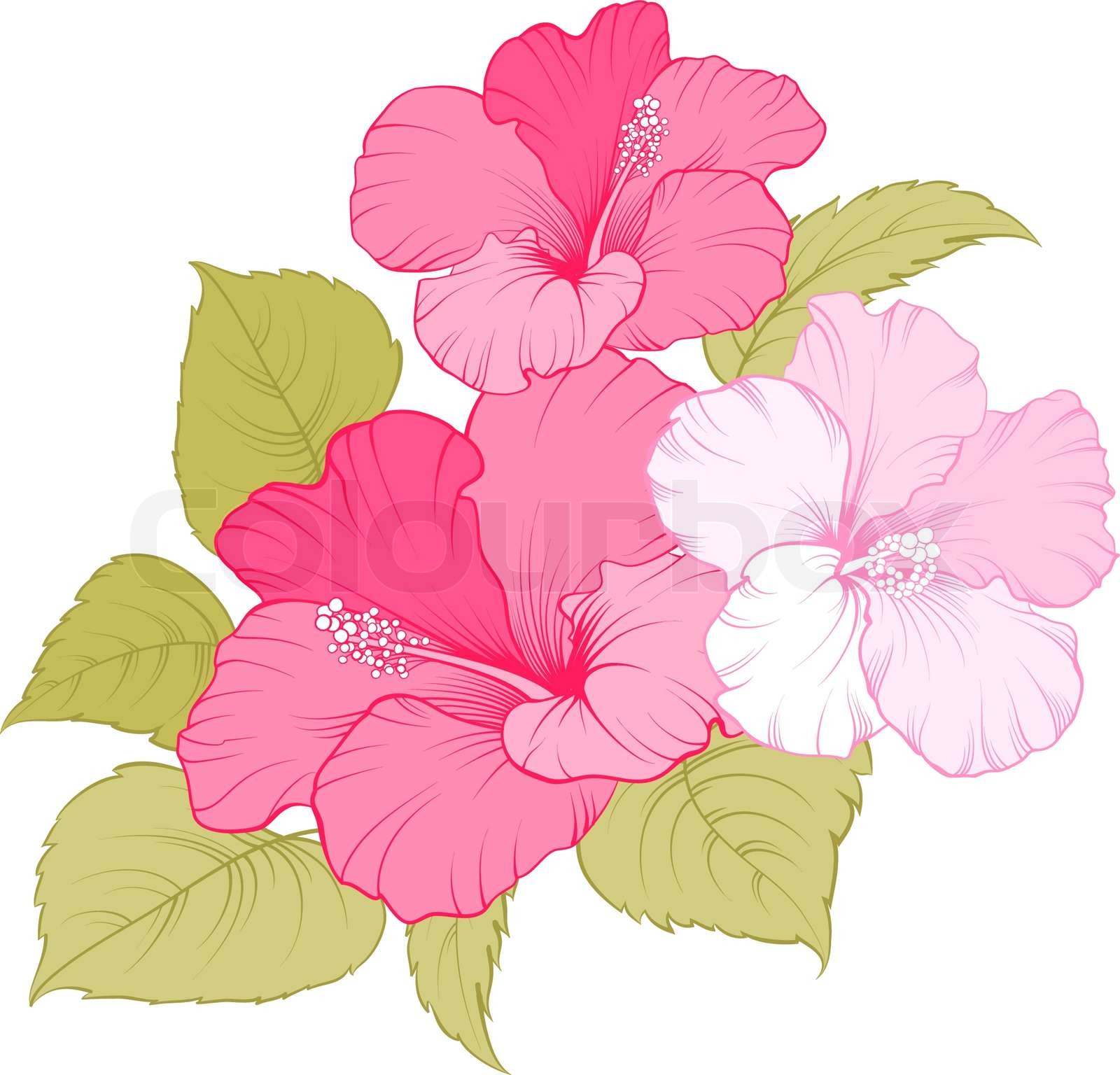 Flower of mallow. | Stock vector | Colourbox