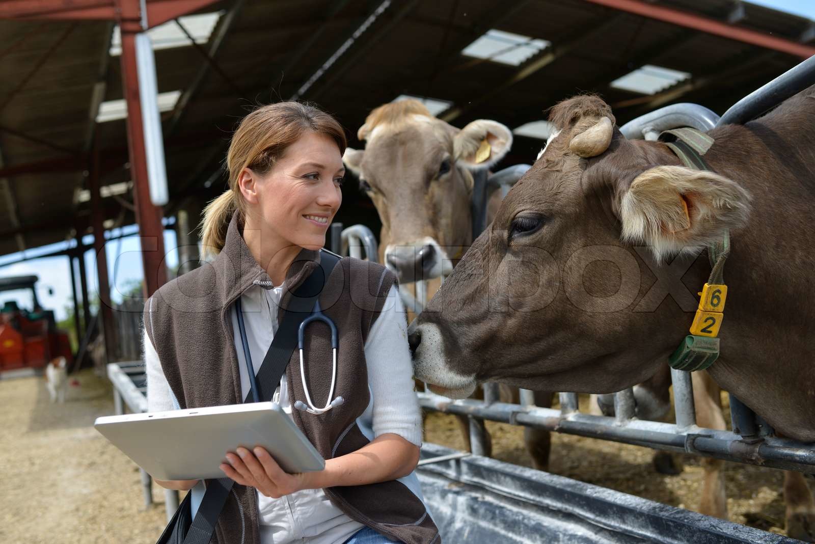 cow, veterinarian, vet | Stock image | Colourbox