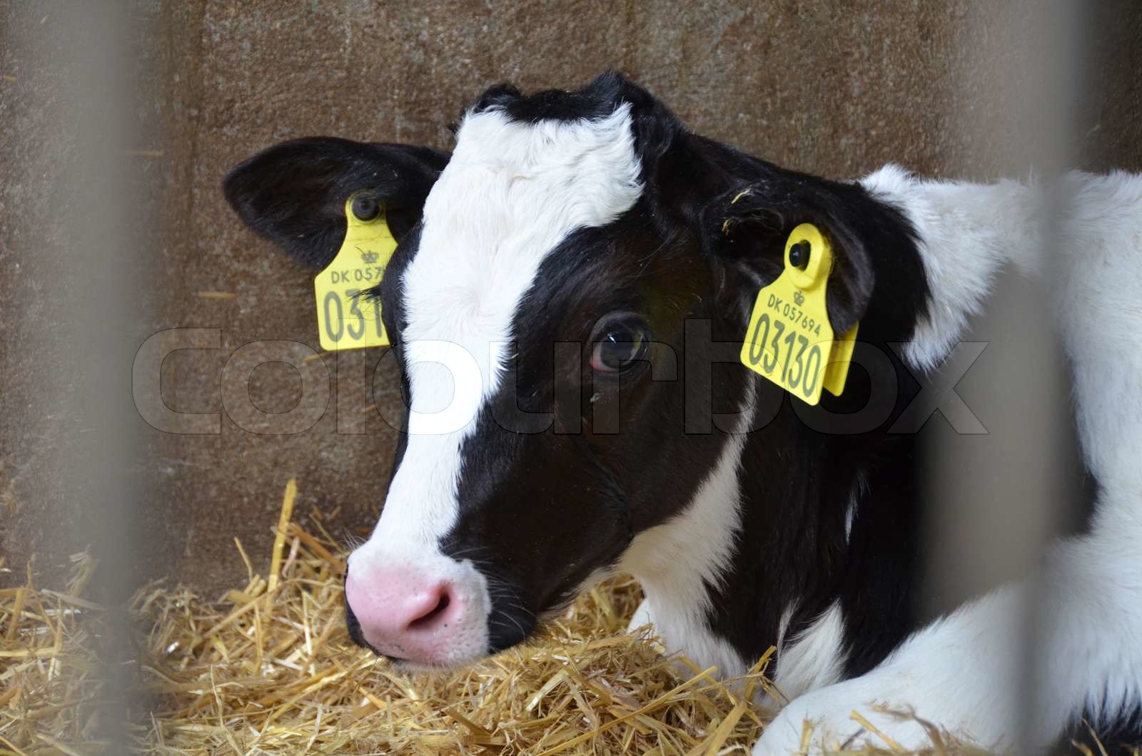 piebald Danish dairy cow calf in the barn - sortbroget dansk malkeko ...