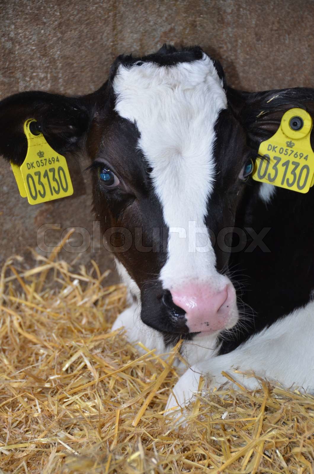 calf, danish, cow | Stock image | Colourbox