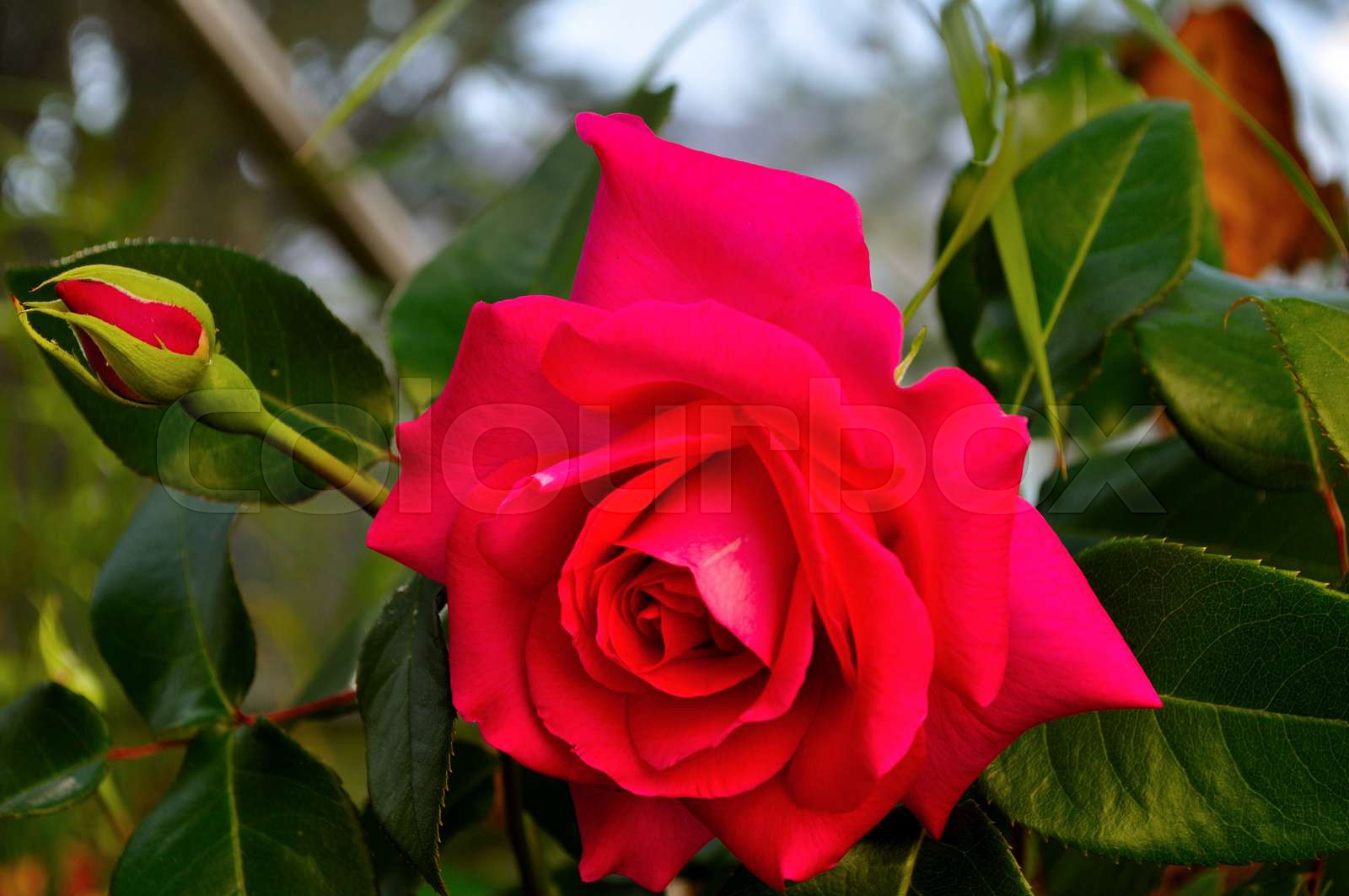 blomster, ros, rose | Stock image | Colourbox