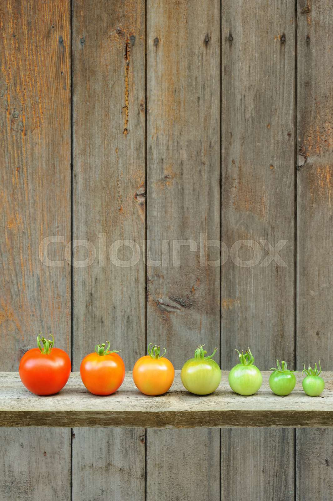 Evolution of red tomato - maturing process of the fruit – stages of ...