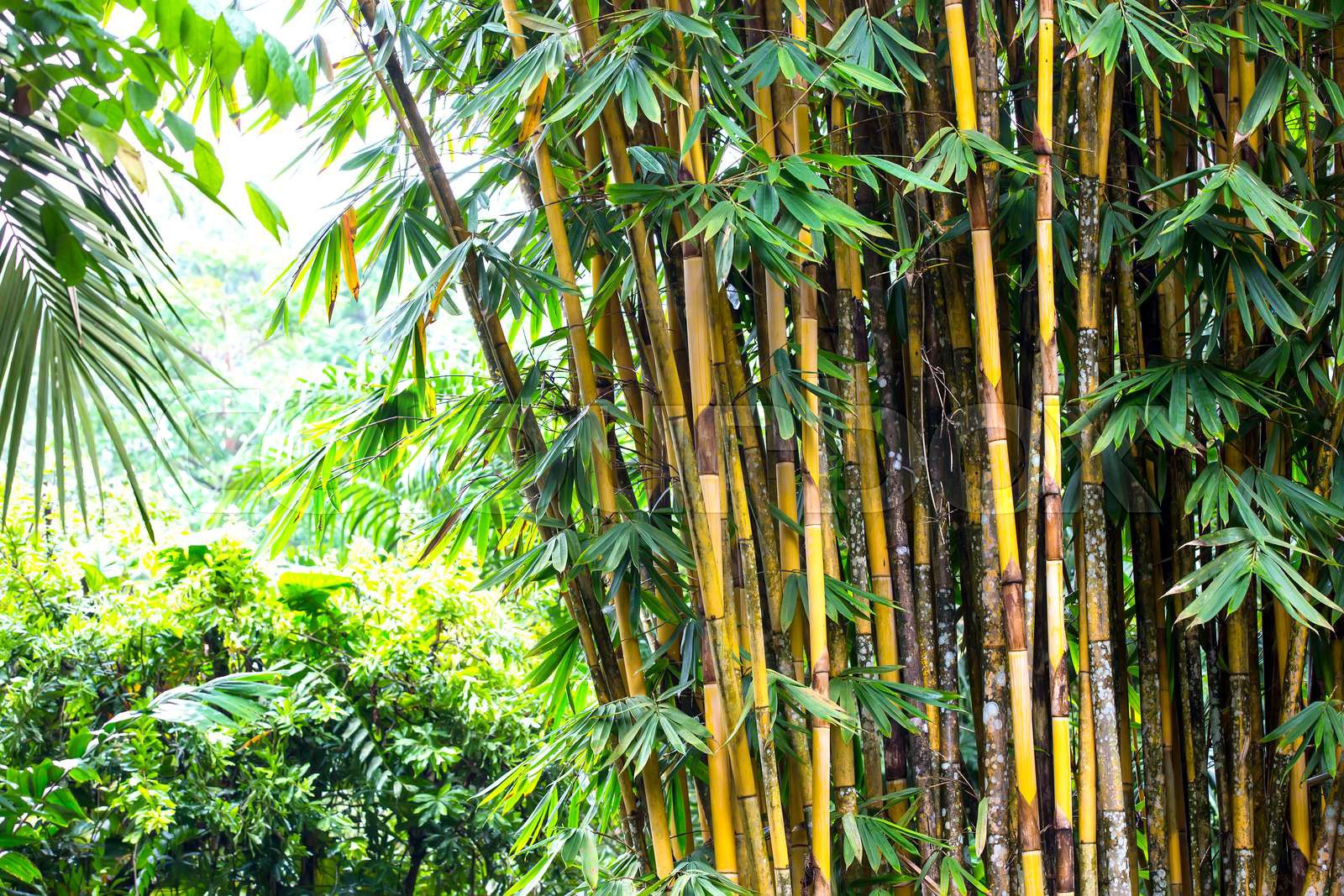 bamboo grove in the jungles of the Philippines | Stock image | Colourbox