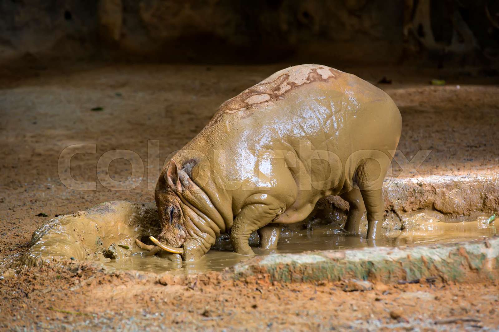 adult warthog digging in the mud puddle | Stock image | Colourbox