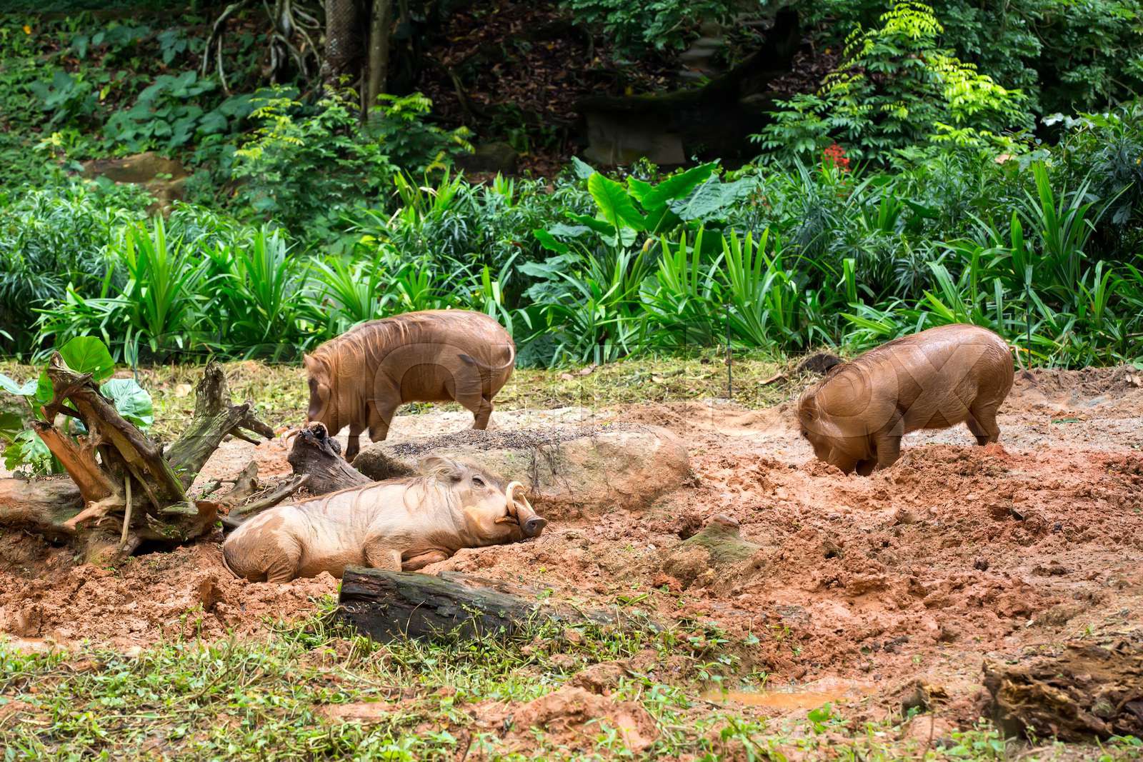 adult warthog digging in the mud puddle | Stock image | Colourbox