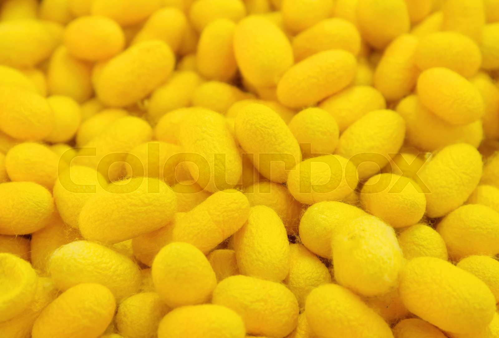 Silkworm cocoons. | Stock image | Colourbox