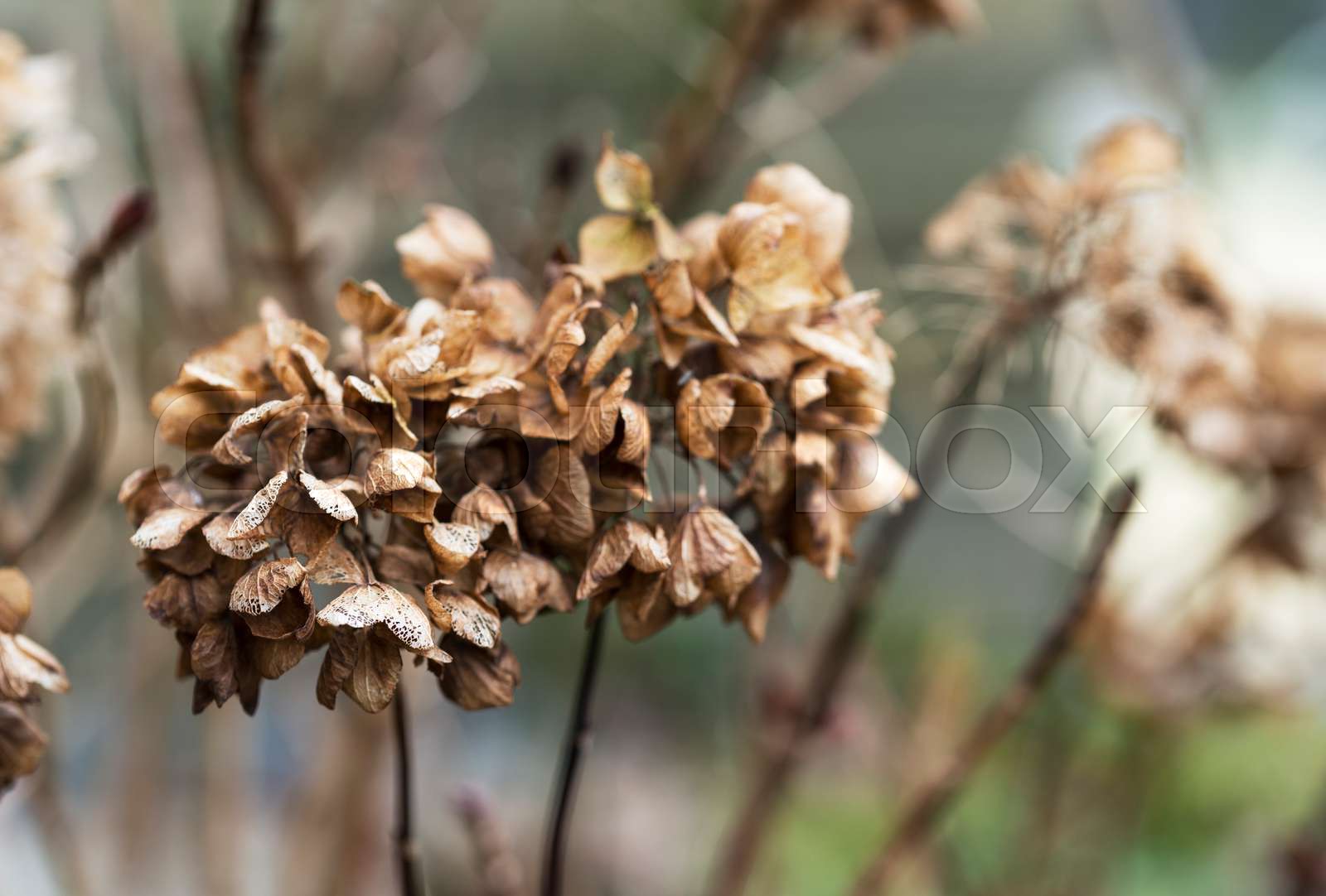 dead flowers of the hydrangea | Stock image | Colourbox