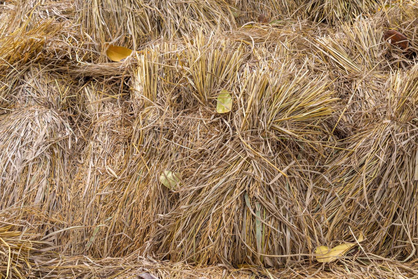 Pile of paddy bundle on the rice field after harvest. | Stock image ...