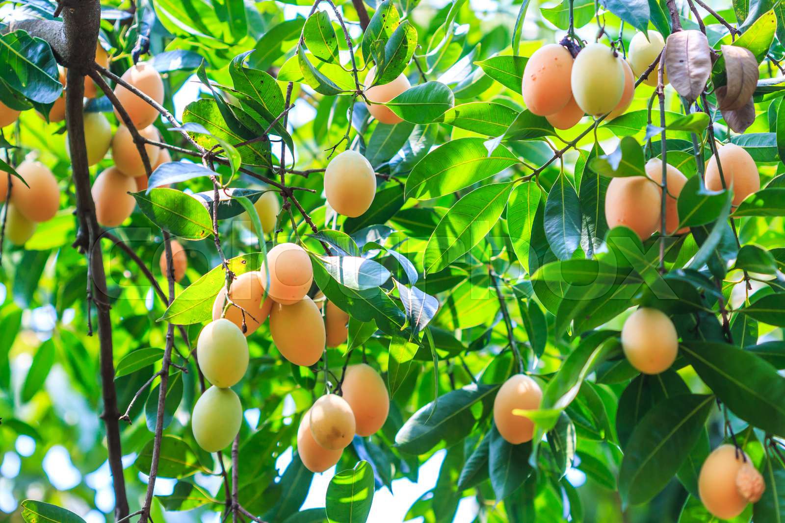 | Stock Bild | Colourbox