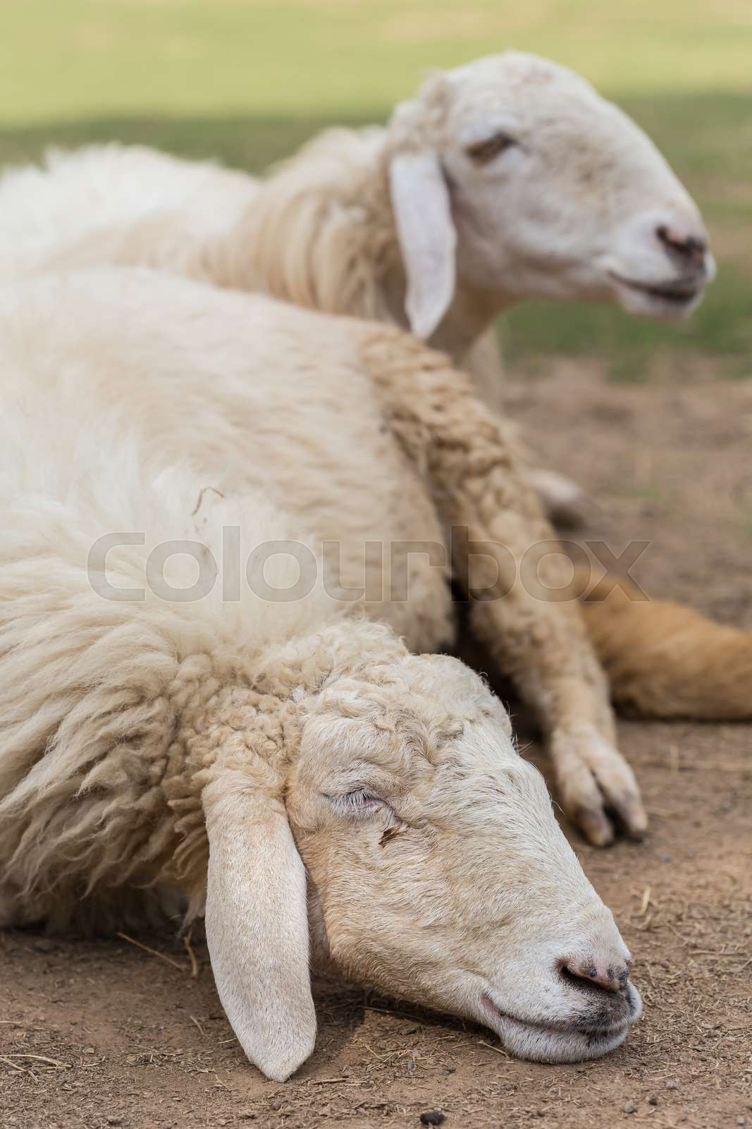 Sheep in farm | Stock image | Colourbox