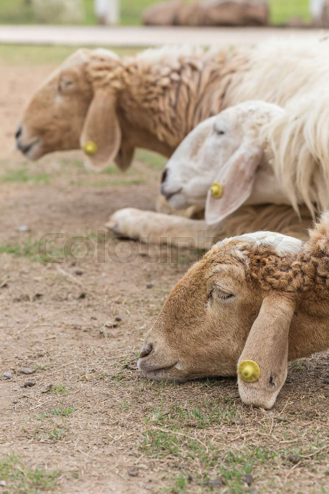 Sheep in farm | Stock image | Colourbox