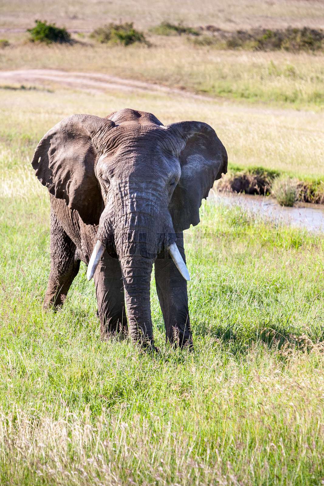 elephant walking in the savanna | Stock image | Colourbox