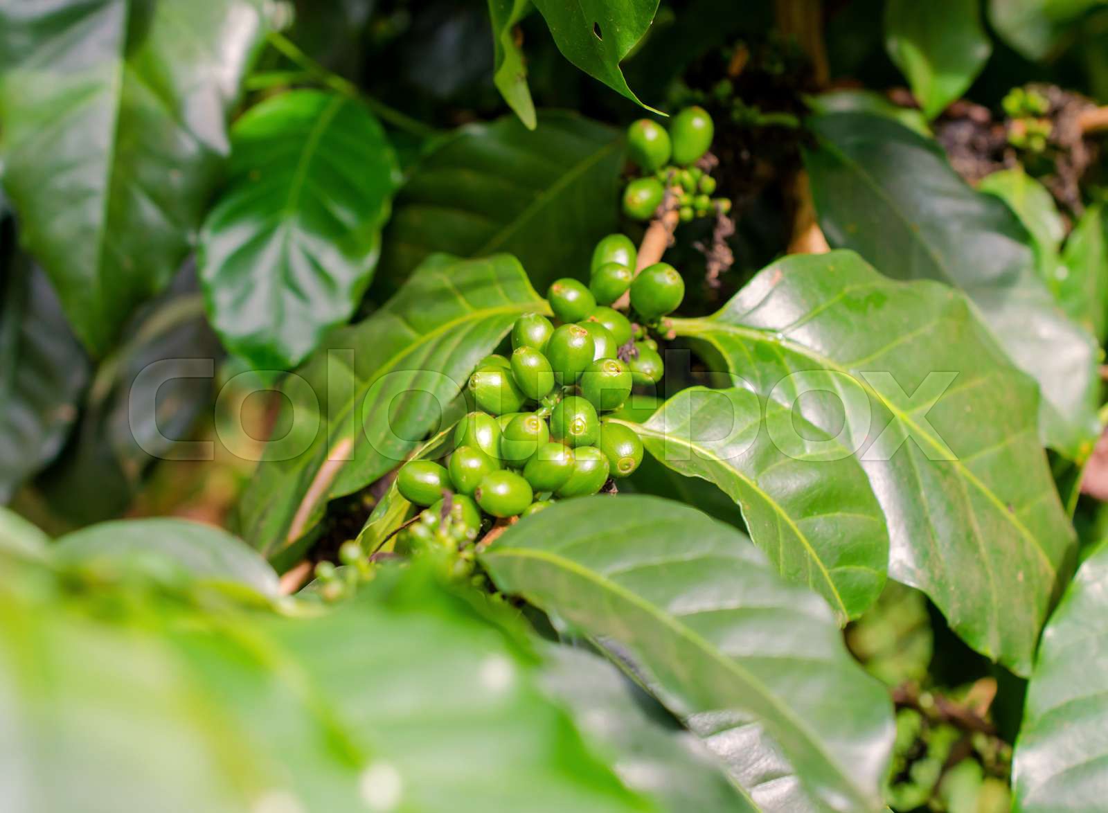 Arabica, Robusta tree in Coffee plantation in laos | Stock image ...