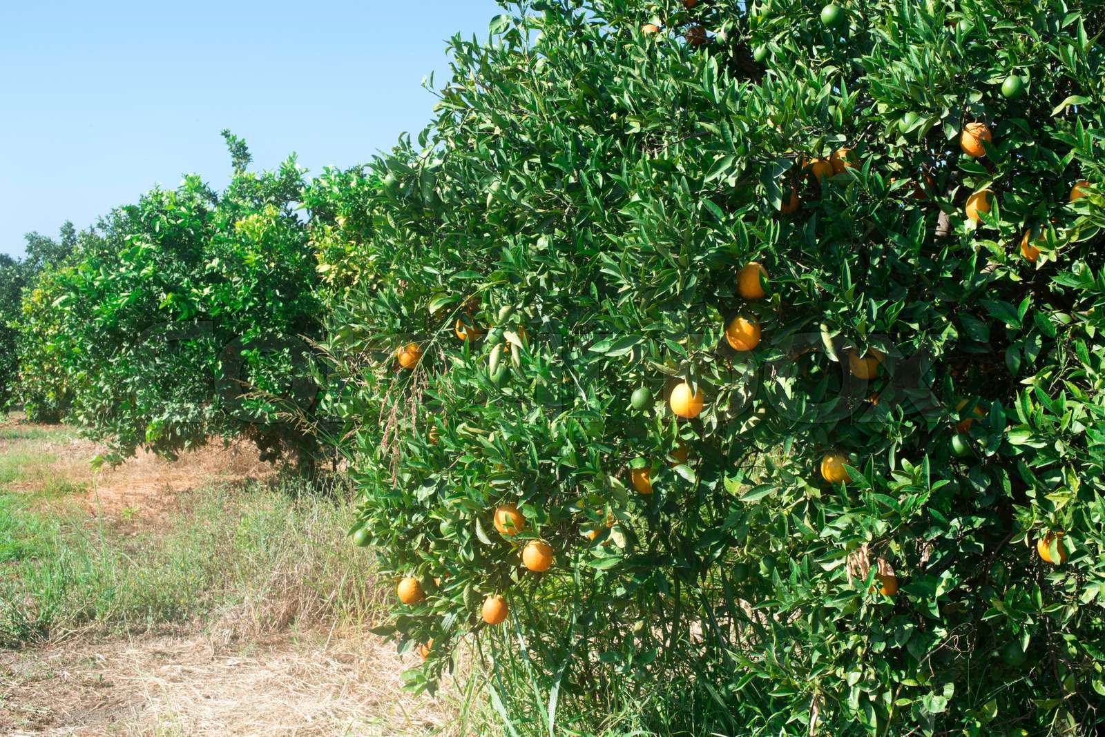 Orange trees in plantation | Stock image | Colourbox