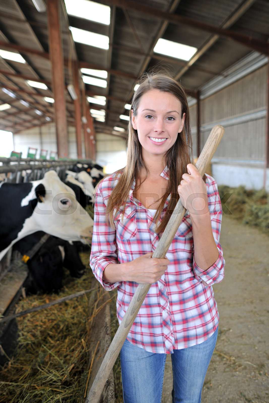 cow, barn, woman | Stock image | Colourbox