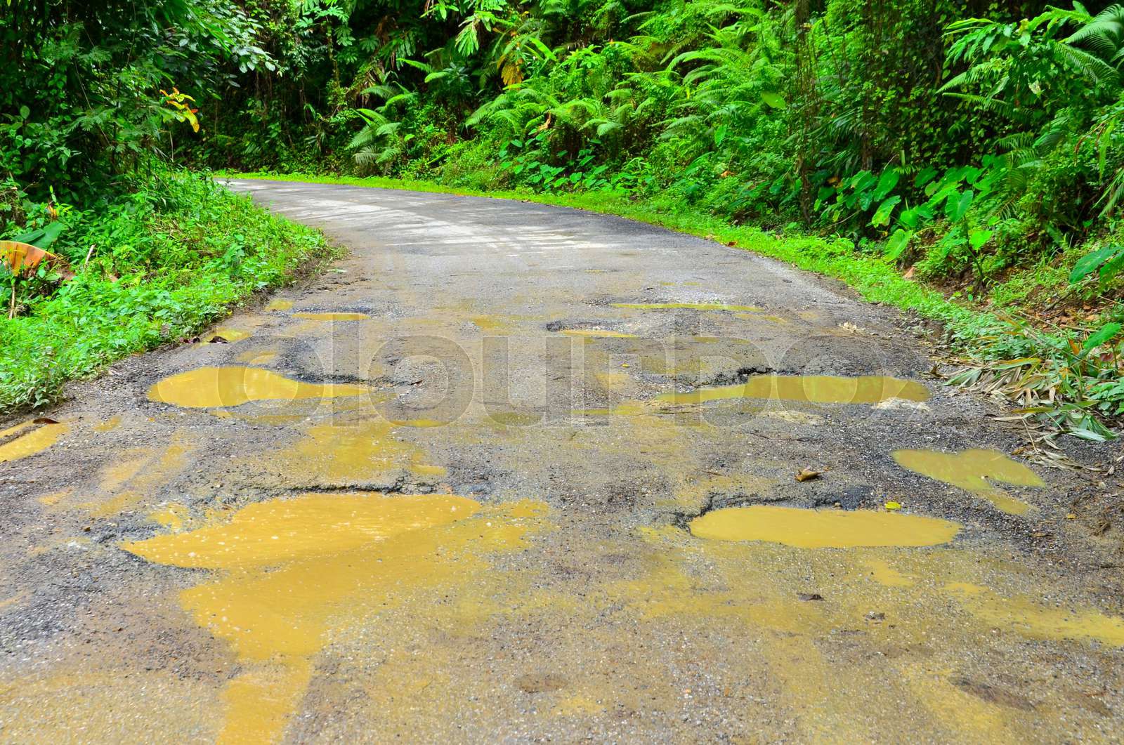 Damaged country road with trees | Stock image | Colourbox