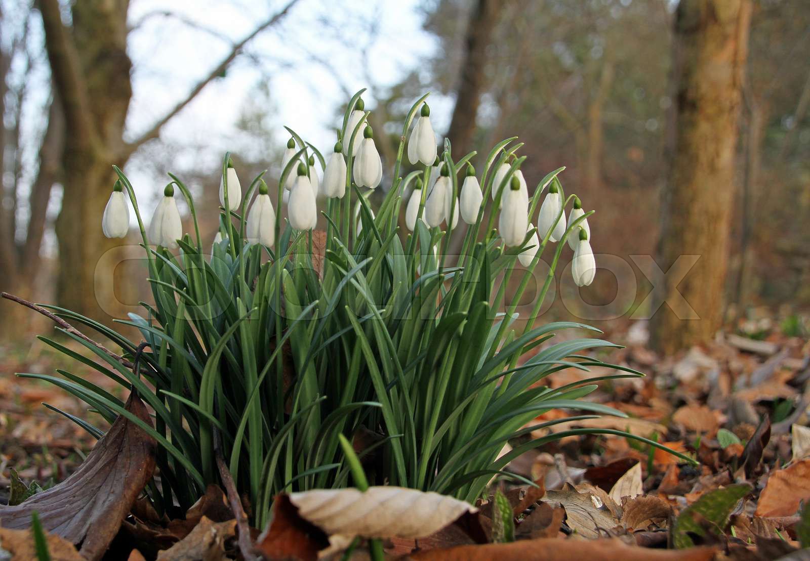 Spring, flowers in Copenhagen | Stock image | Colourbox