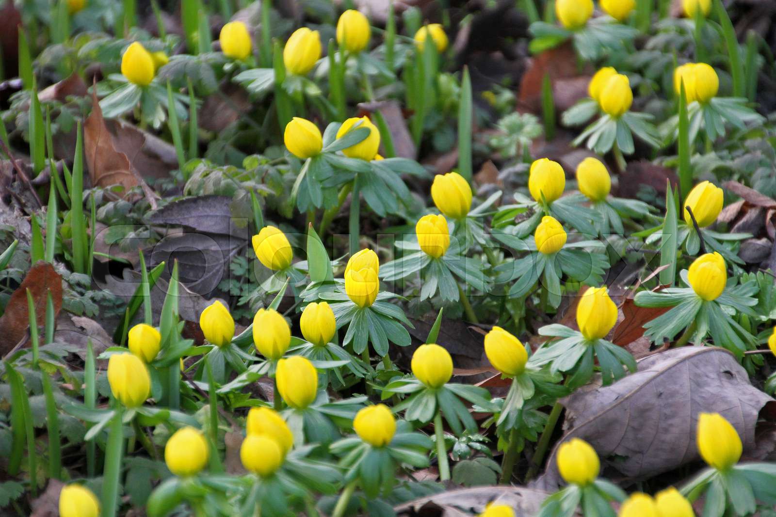 Spring, flowers in Copenhagen | Stock image | Colourbox