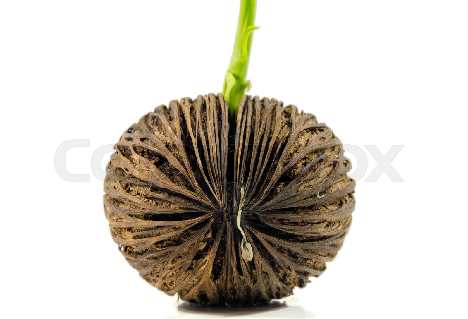 Cerbera odollam or Suicide tree fruit seed. | Stock image | Colourbox