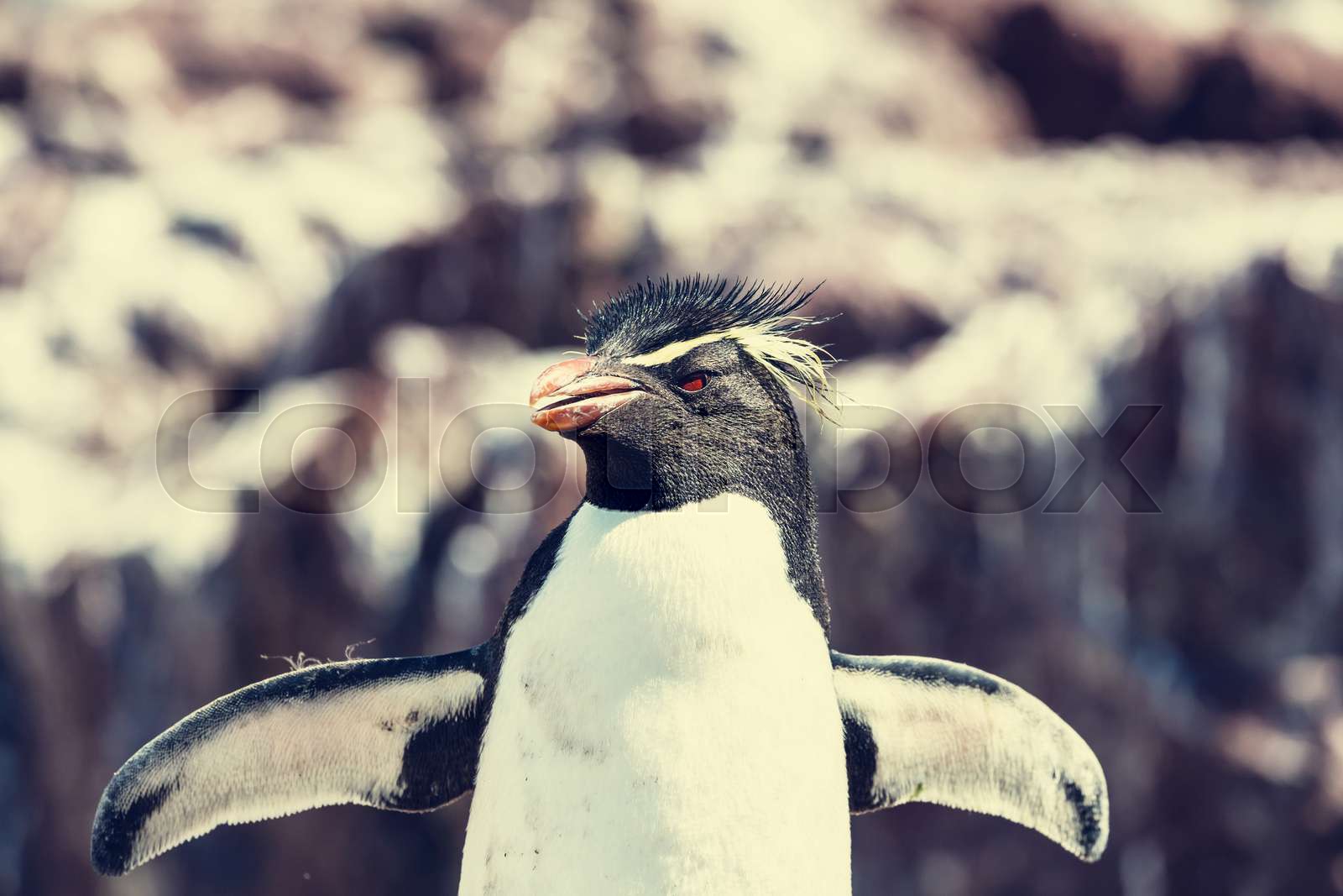 Rockhopper | Stock image | Colourbox