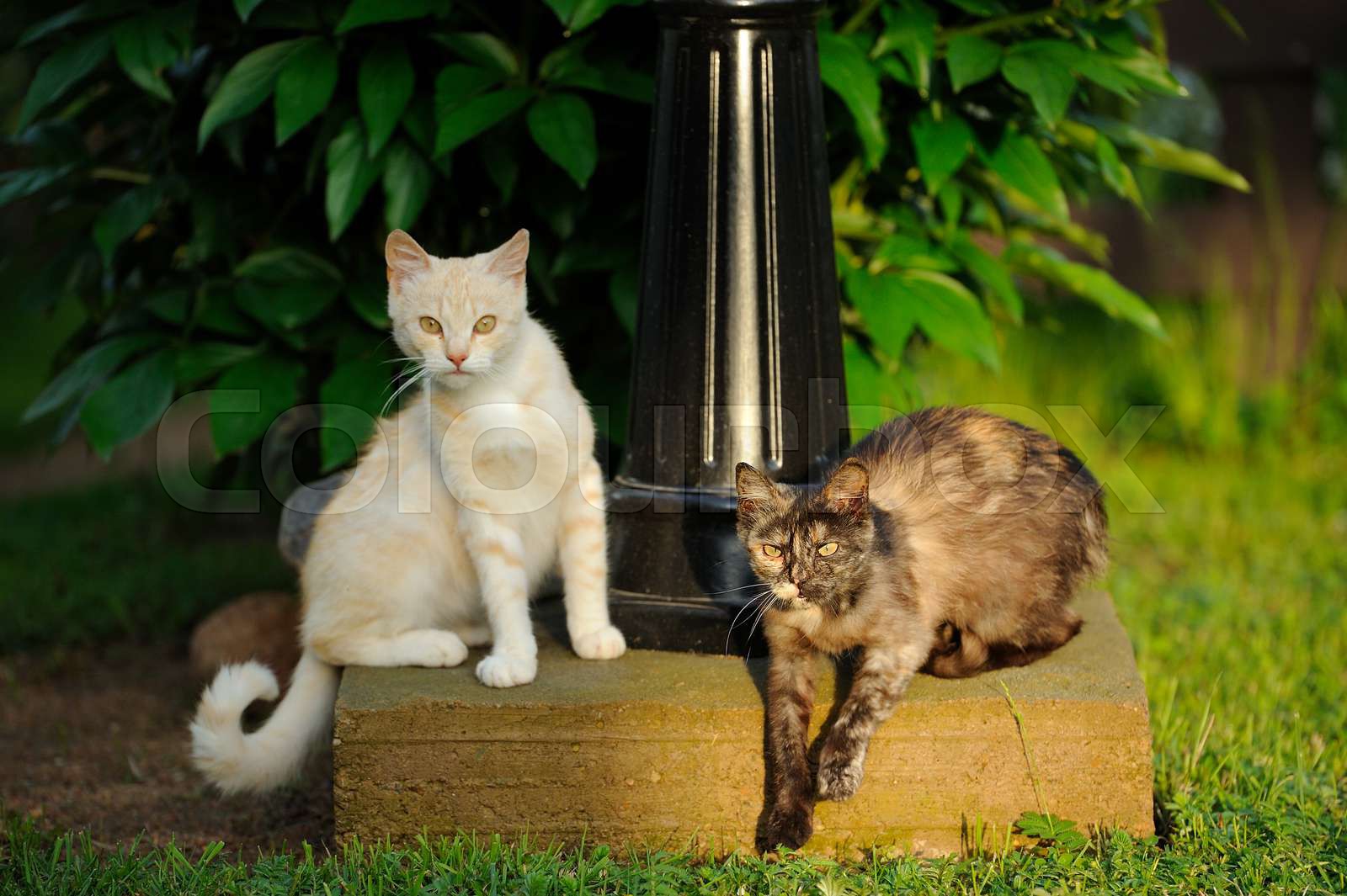 Two Cats Outdoors | Stock image | Colourbox