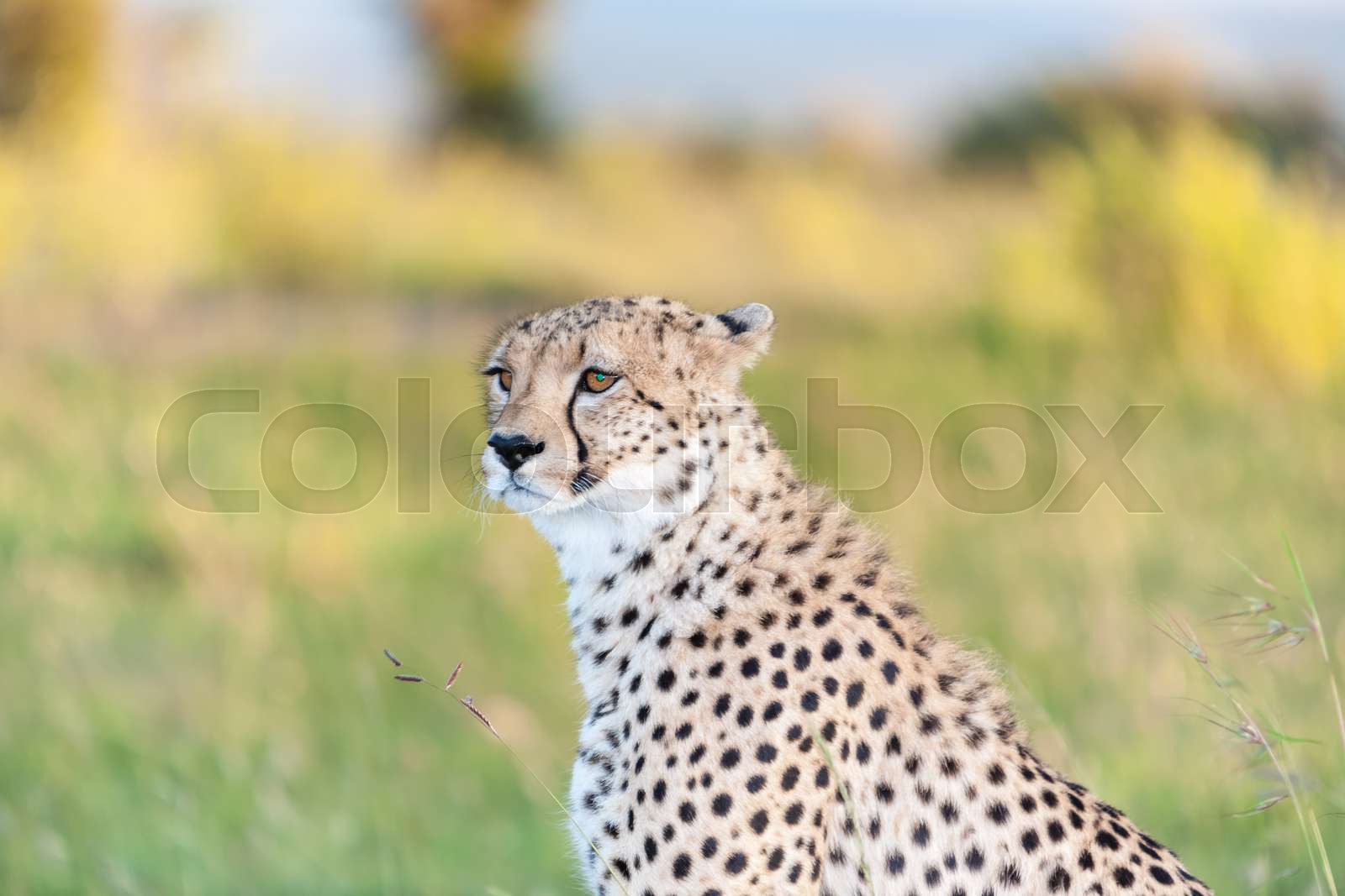cheetah | Stock image | Colourbox