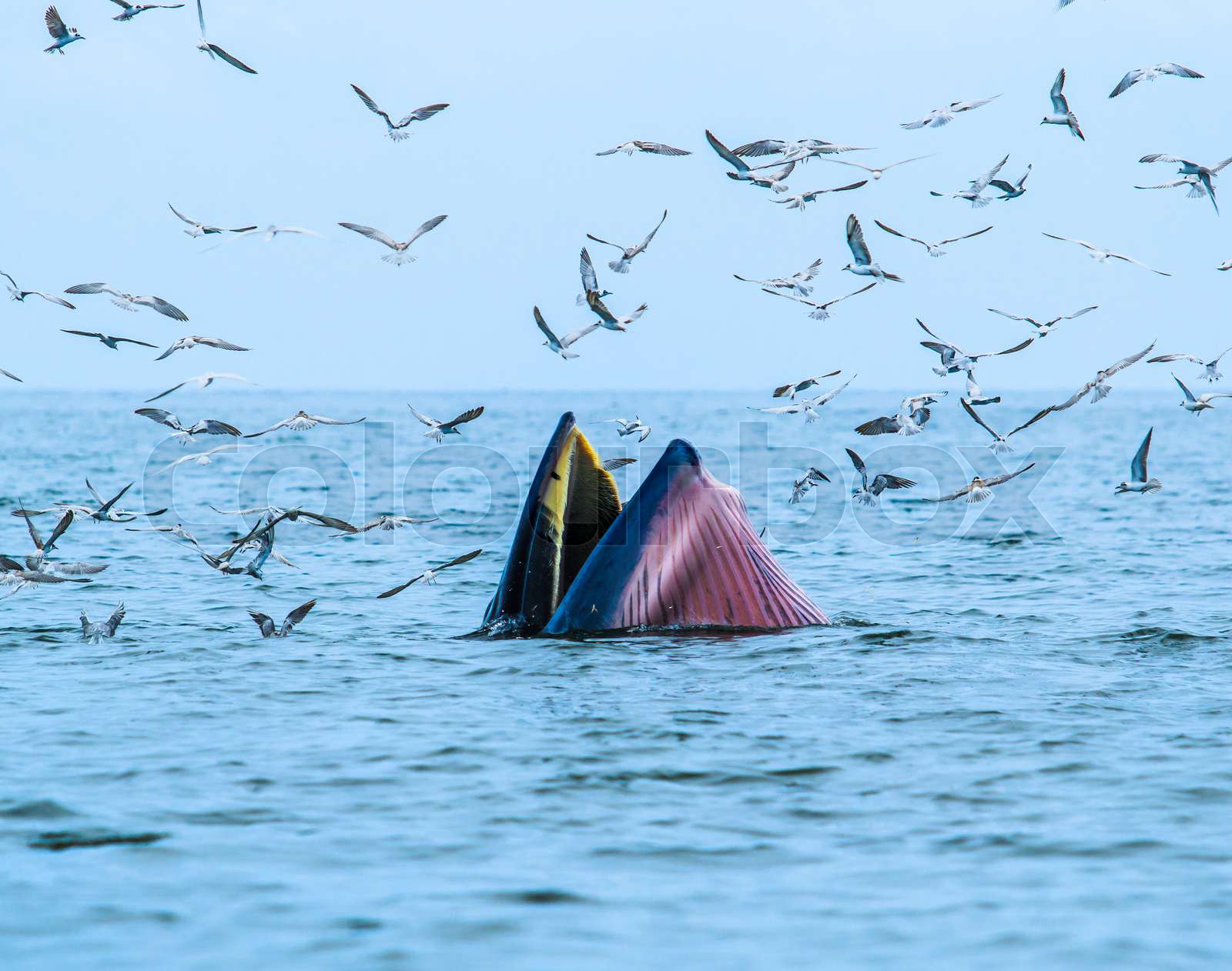 whales eating fish (Balaenoptera brydei) in Gulf of Thailand | Stock ...
