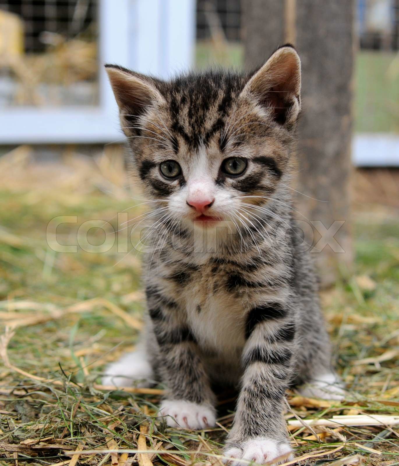 kitten, small, cat | Stock image | Colourbox