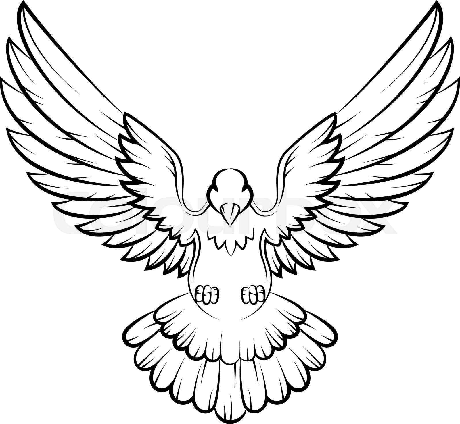 Bird Drawing Front View