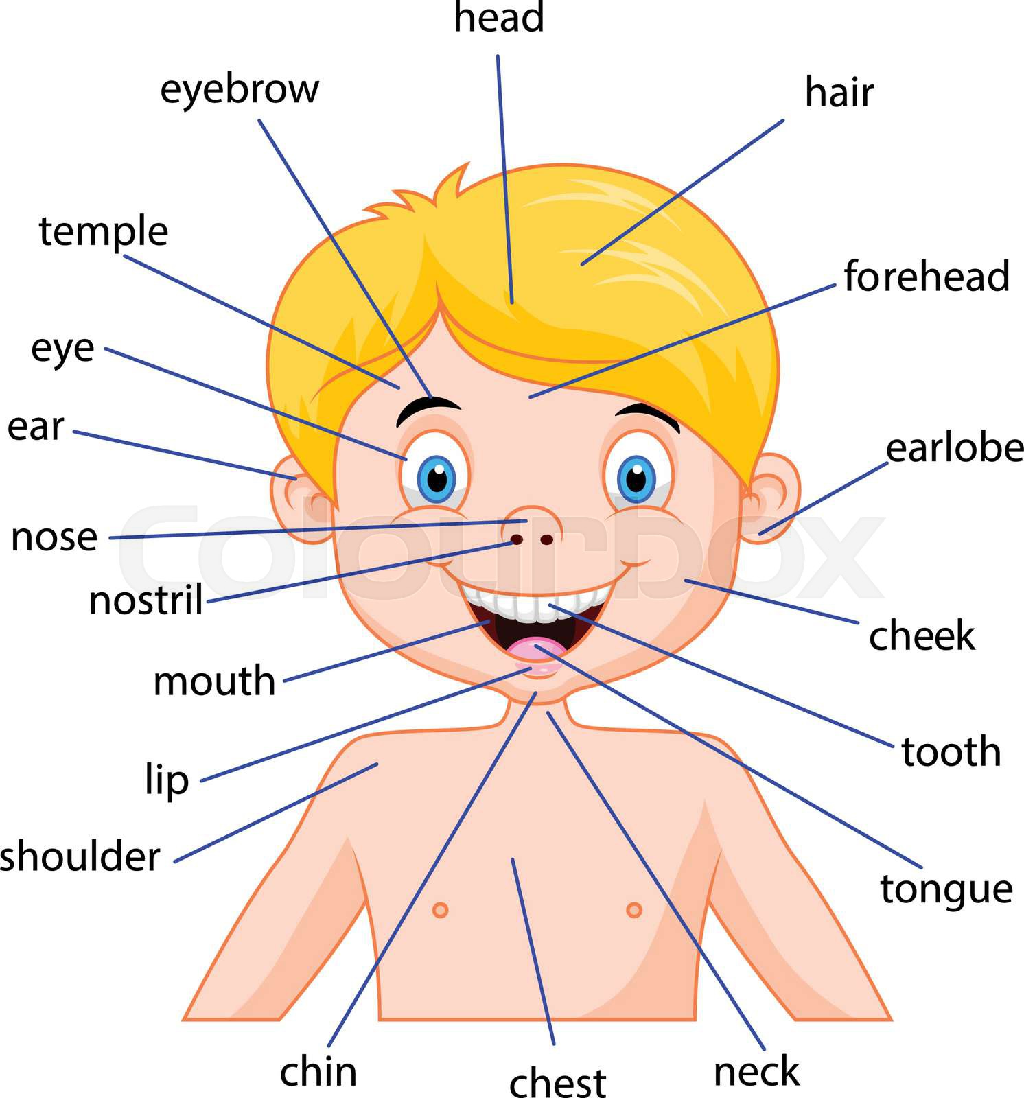 Cartoon parts of body | Stock vector | Colourbox