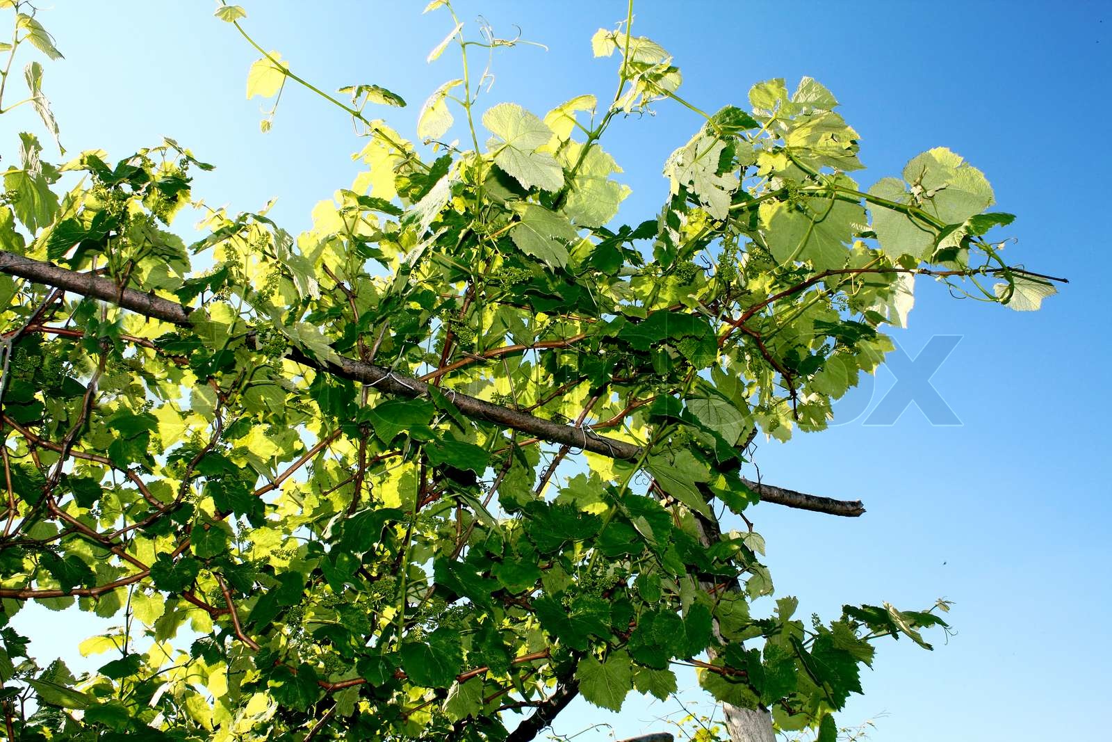 Licht der Sonne durch die Blätter der Rebe | Stock Bild | Colourbox
