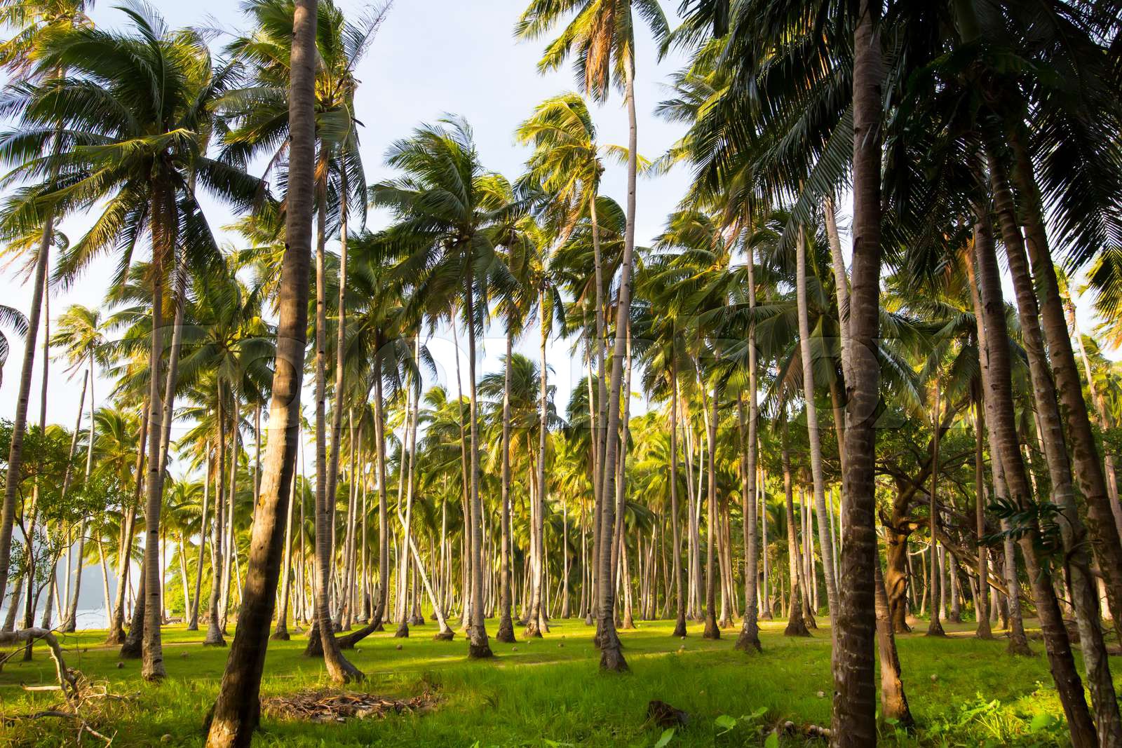 coconut grove with mature coconuts summer in the tropics | Stock image ...