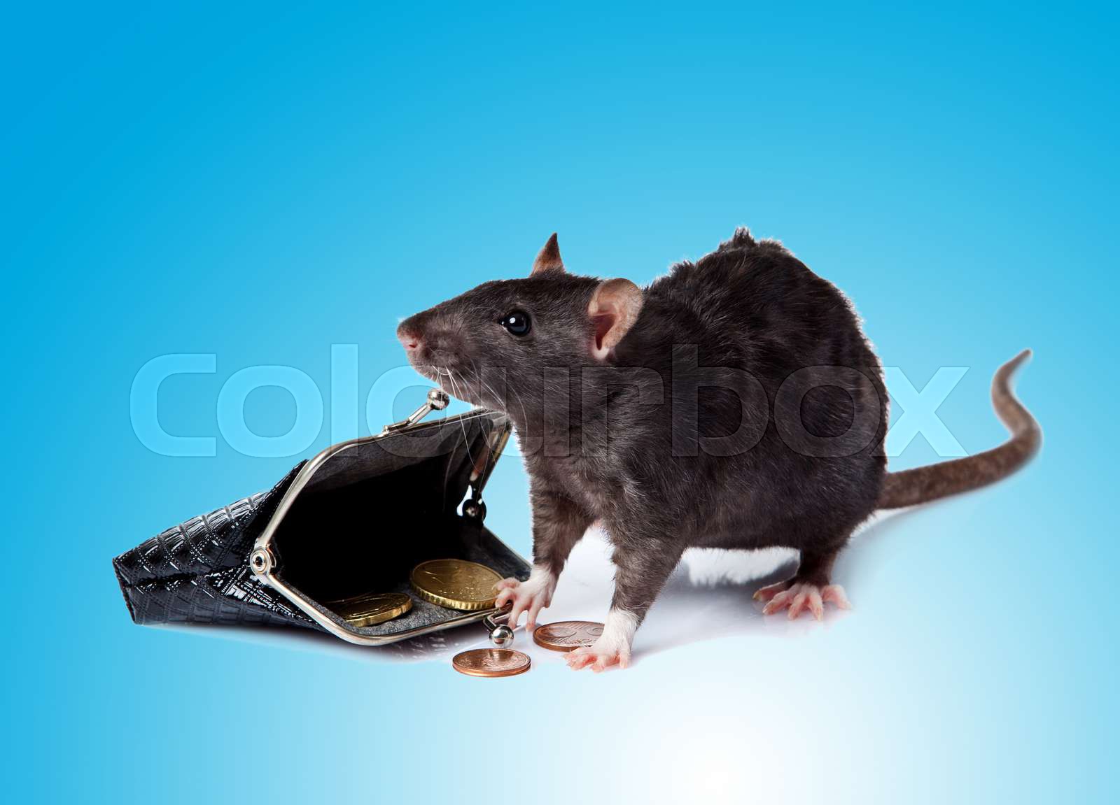 rat with a purse. mouse with money | Stock image | Colourbox
