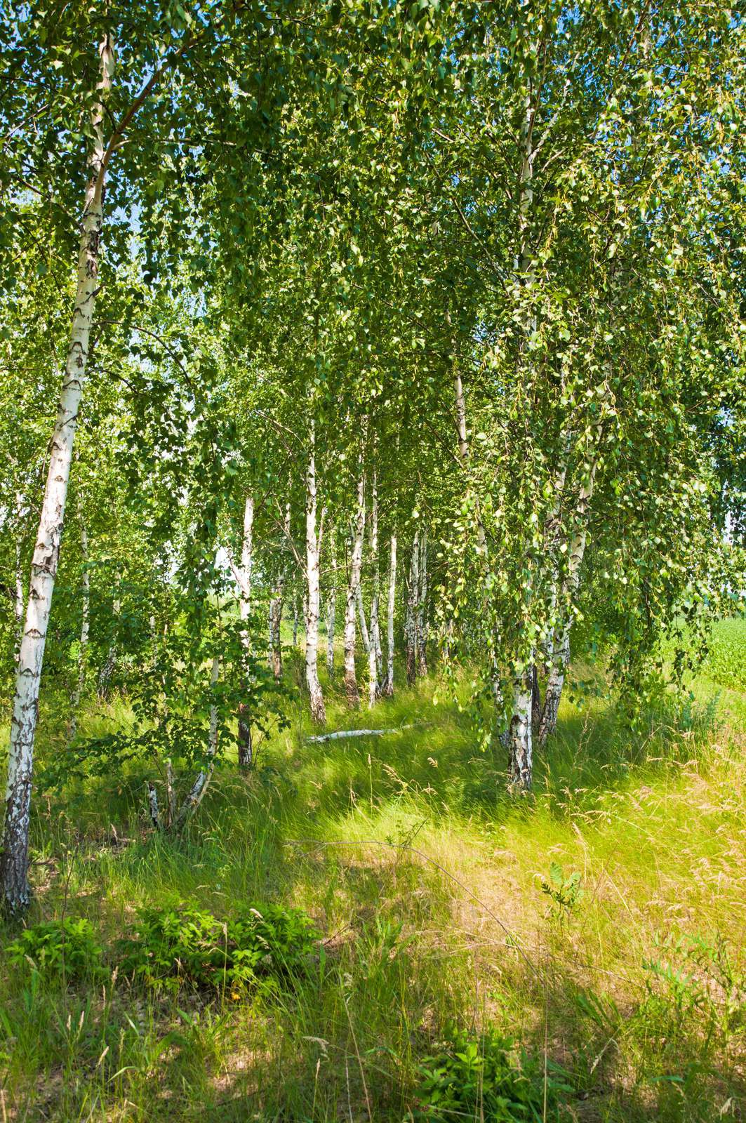 Beautiful birch grove | Stock image | Colourbox
