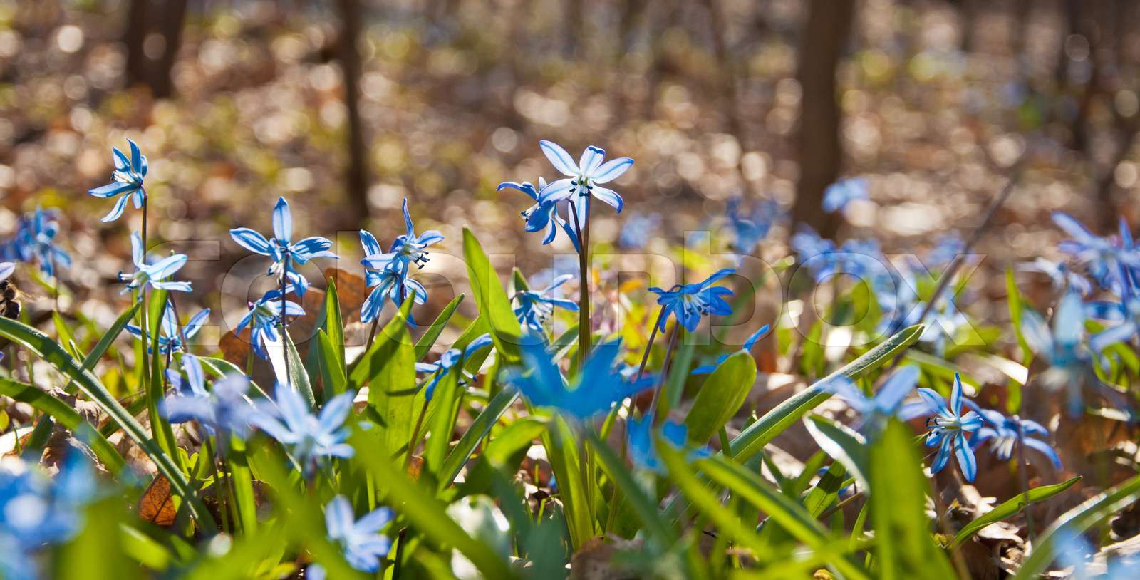 Blue Snowdrops | Stock image | Colourbox
