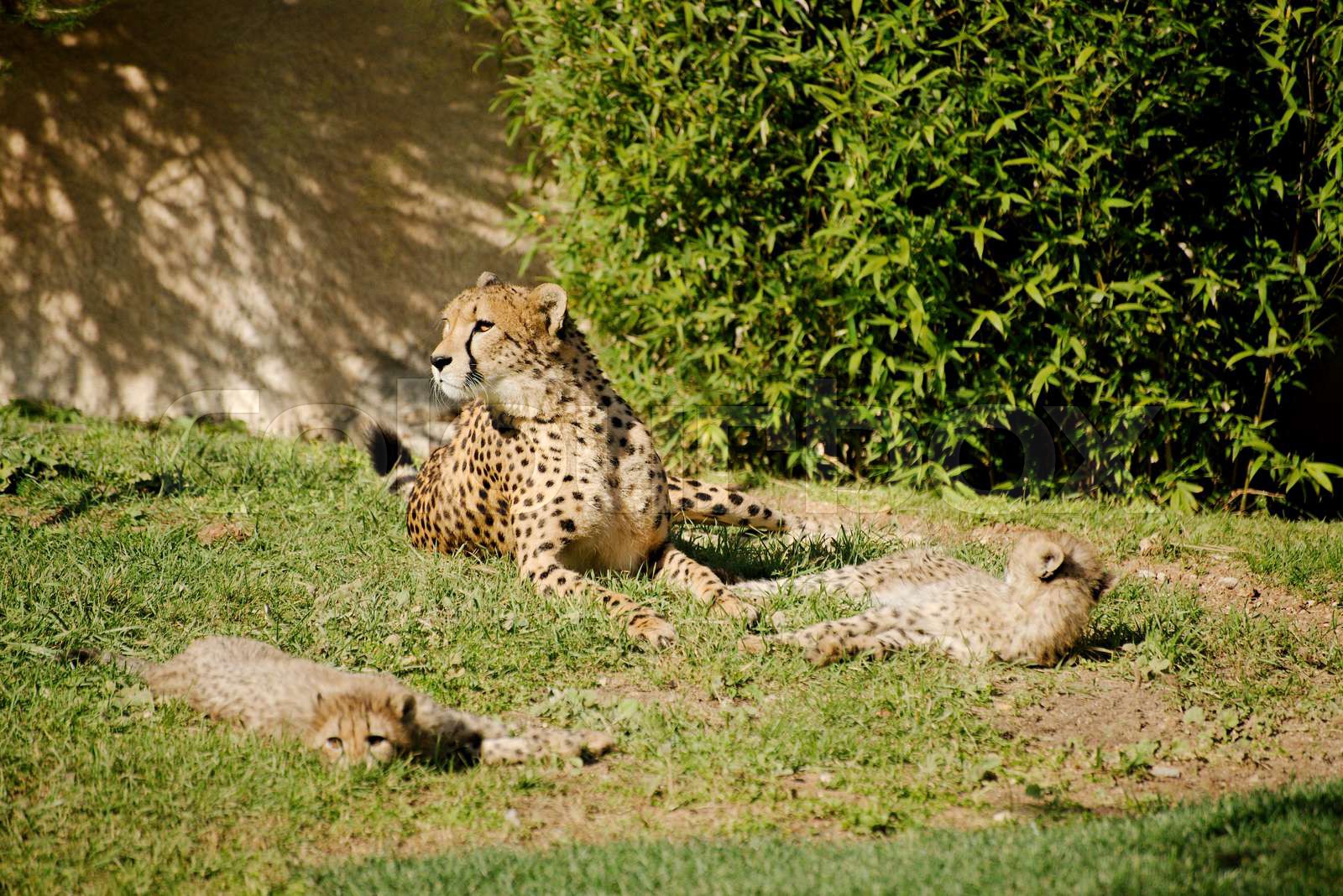 Cheetas | Stock image | Colourbox