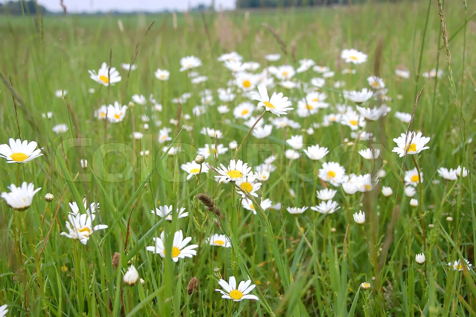weiße Wildblumen im grünen Gras | Stock Bild | Colourbox