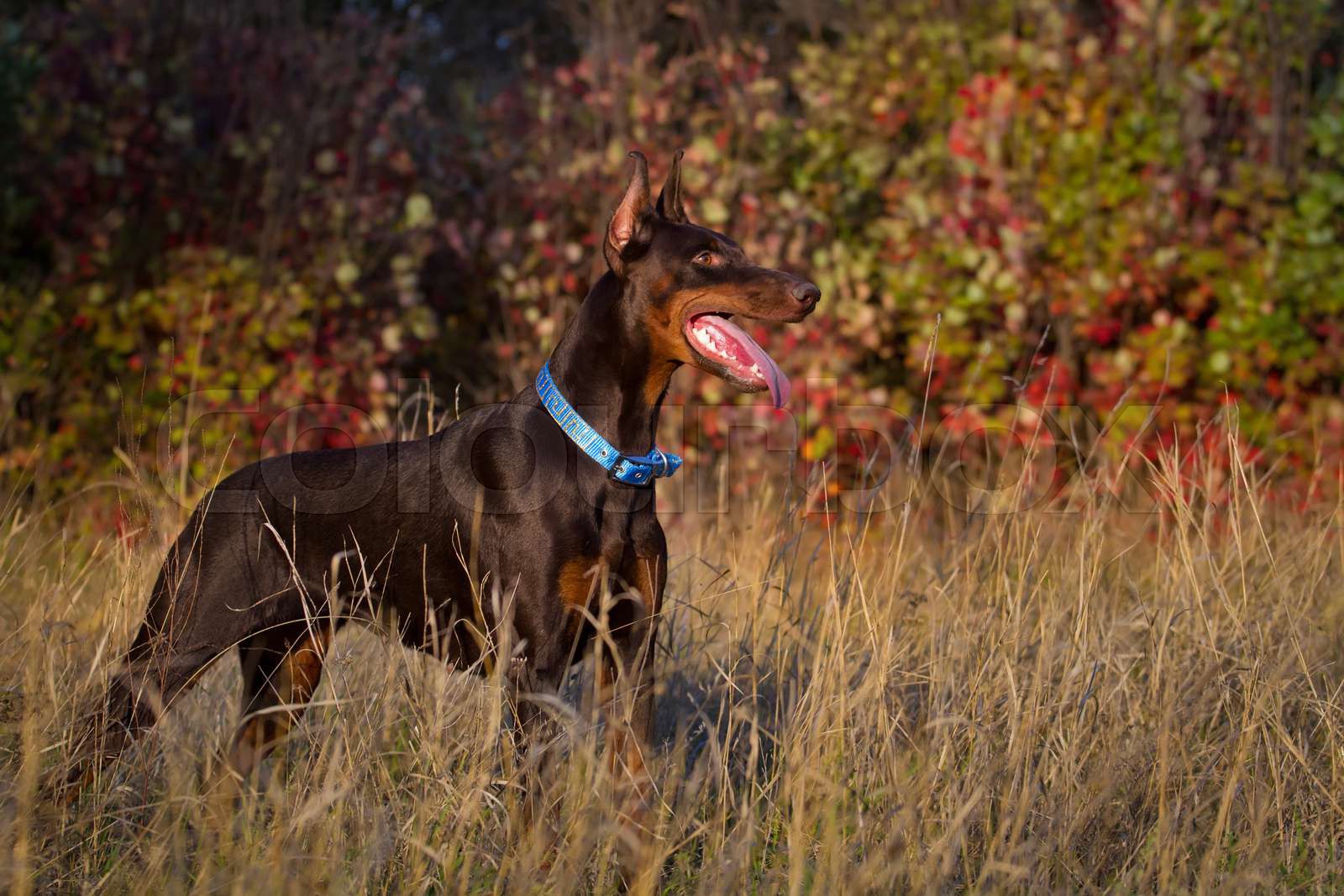 Doberman in autumn grass | Stock image | Colourbox