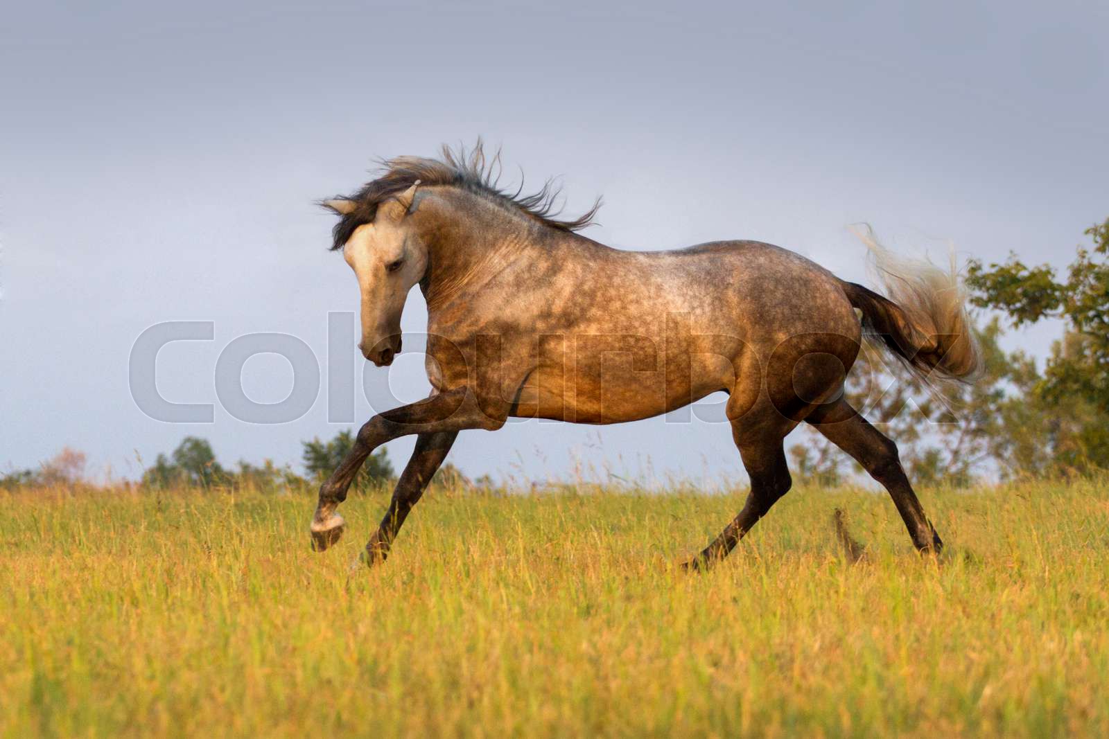 Grey horse run | Stock image | Colourbox