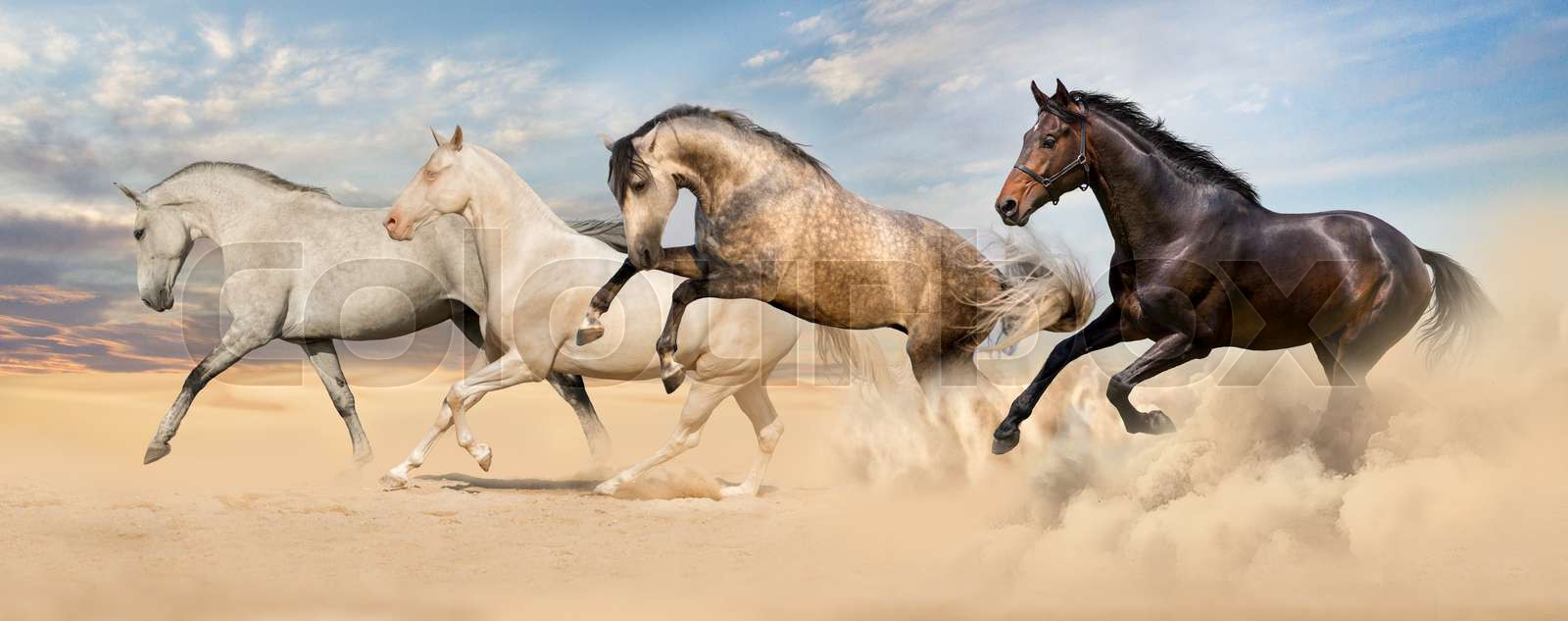 Group of horse run gallop | Stock image | Colourbox