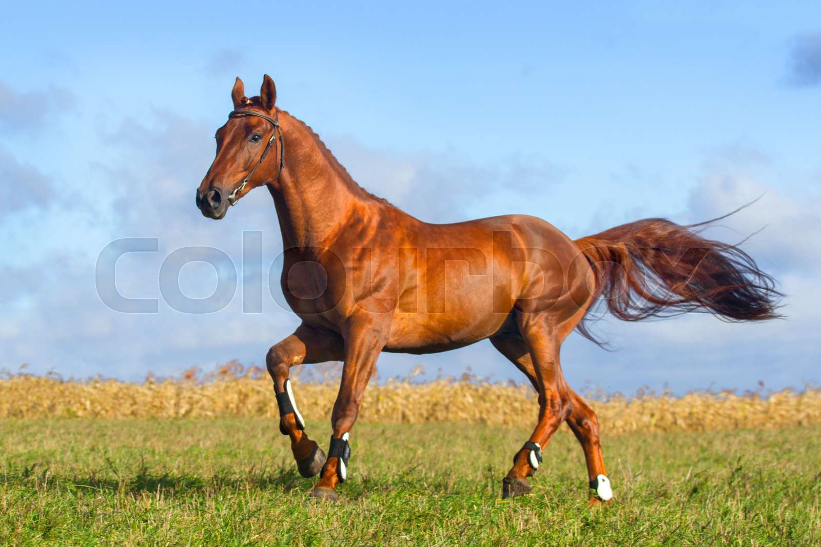 Red horse | Stock image | Colourbox