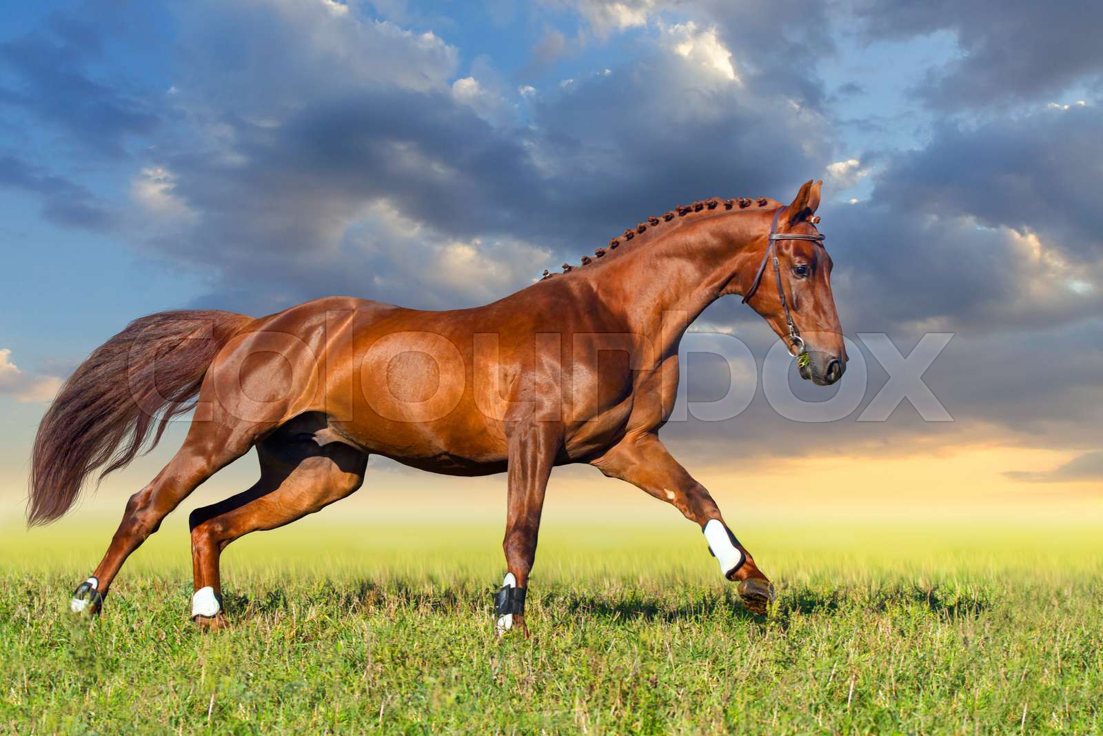 Red horse | Stock image | Colourbox