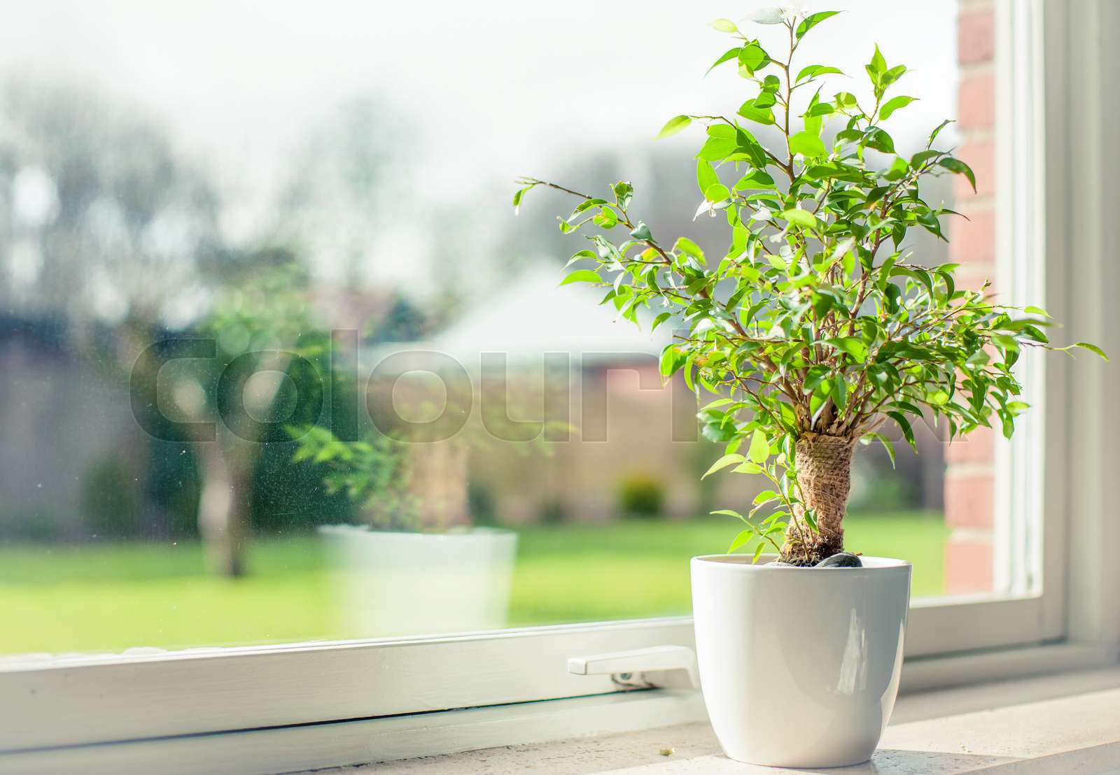 Tree in a window | Stock image | Colourbox