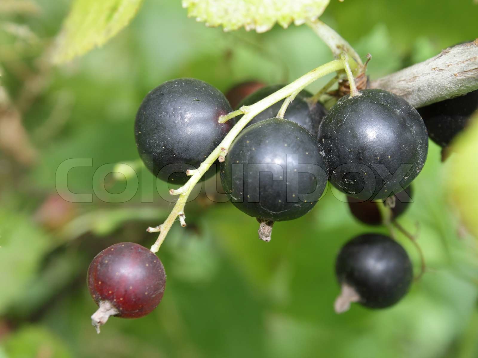 Schwarze Johannisbeere | Stock Bild | Colourbox