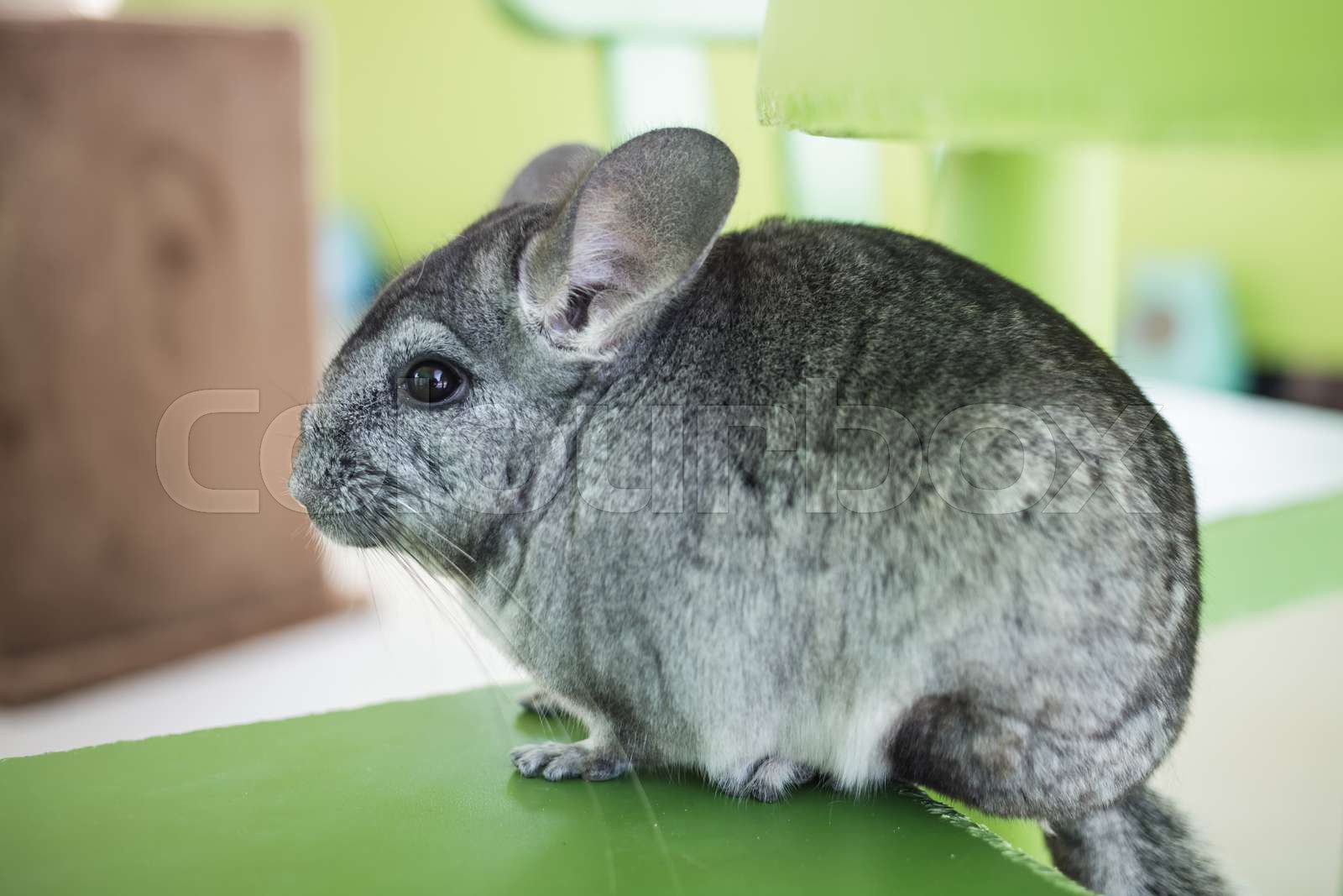 Gray Chinchillas