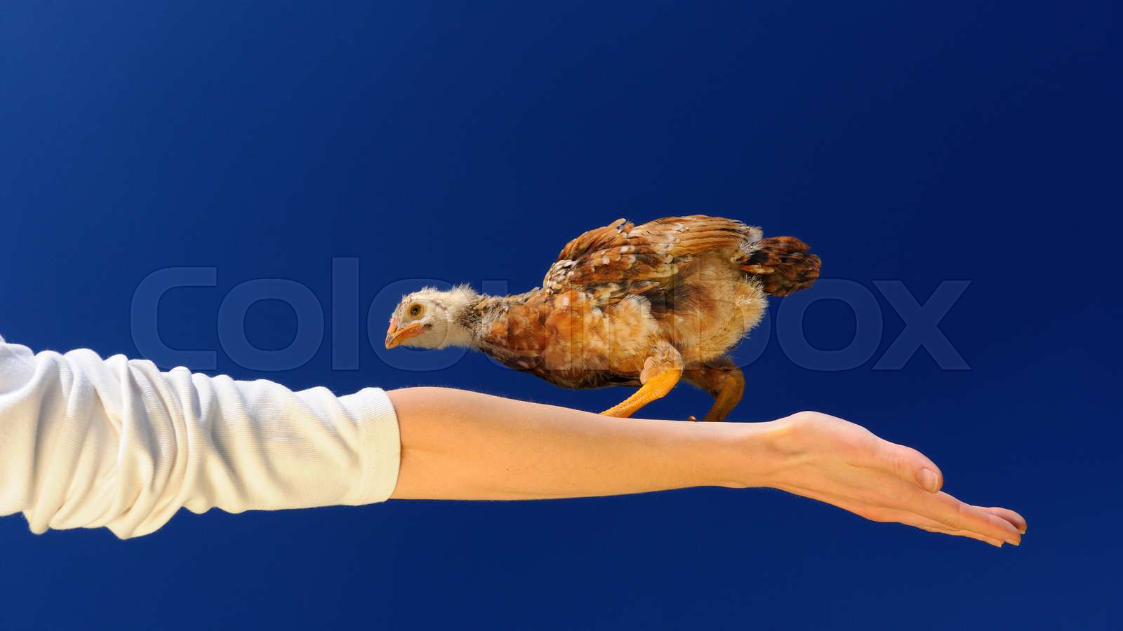 Acrobat Chicken Walking on Spread Arm (16:9 Aspect Ratio) | Stock image ...